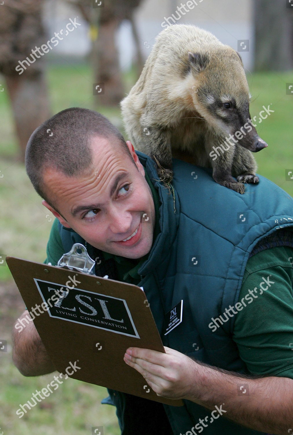 Zookeeper Mark Habben Counts Tobimori Coati Editorial Stock Photo ...