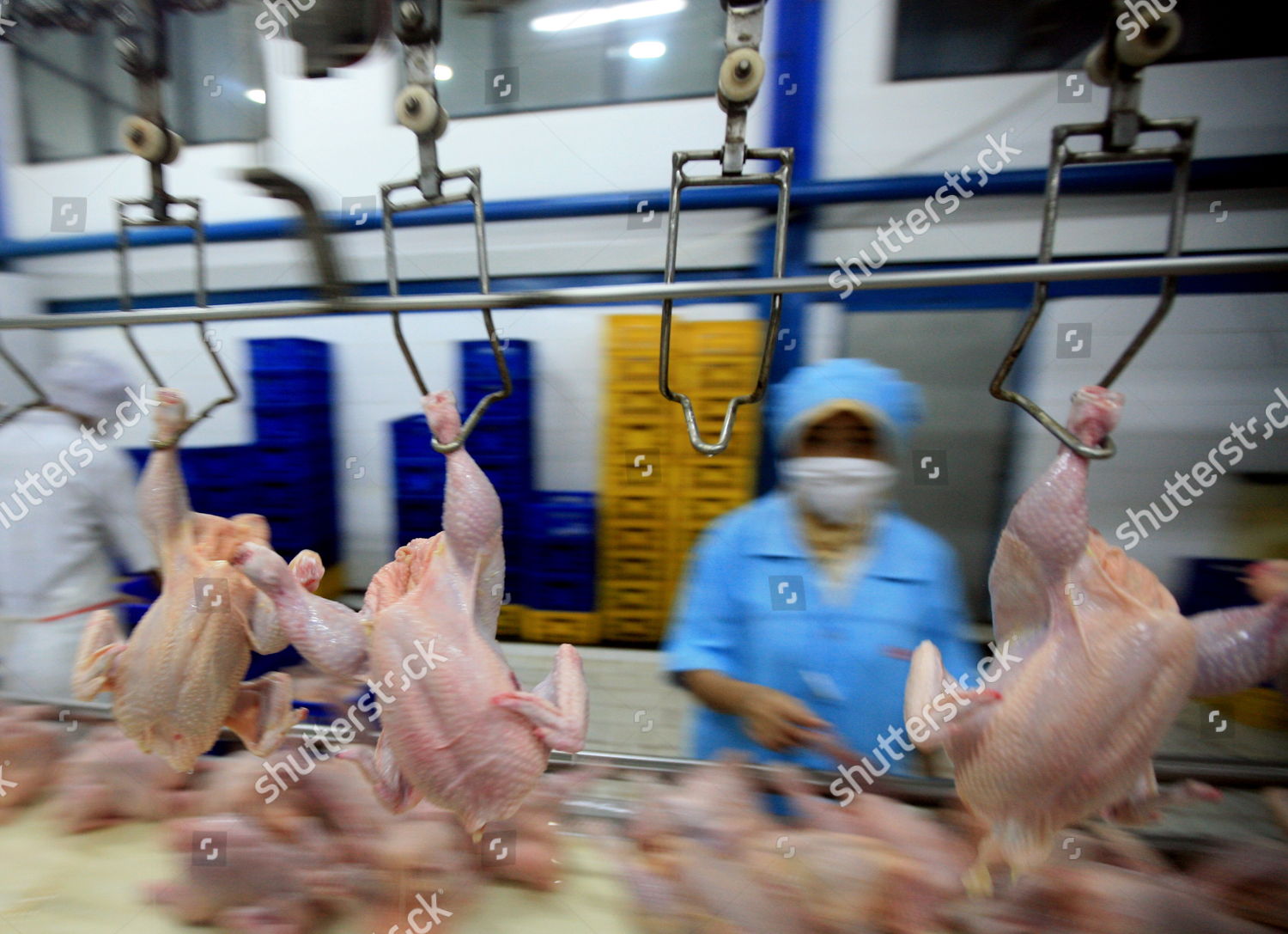 Employee Works Chickens Slaughterhouse Bogor West Editorial Stock Photo ...