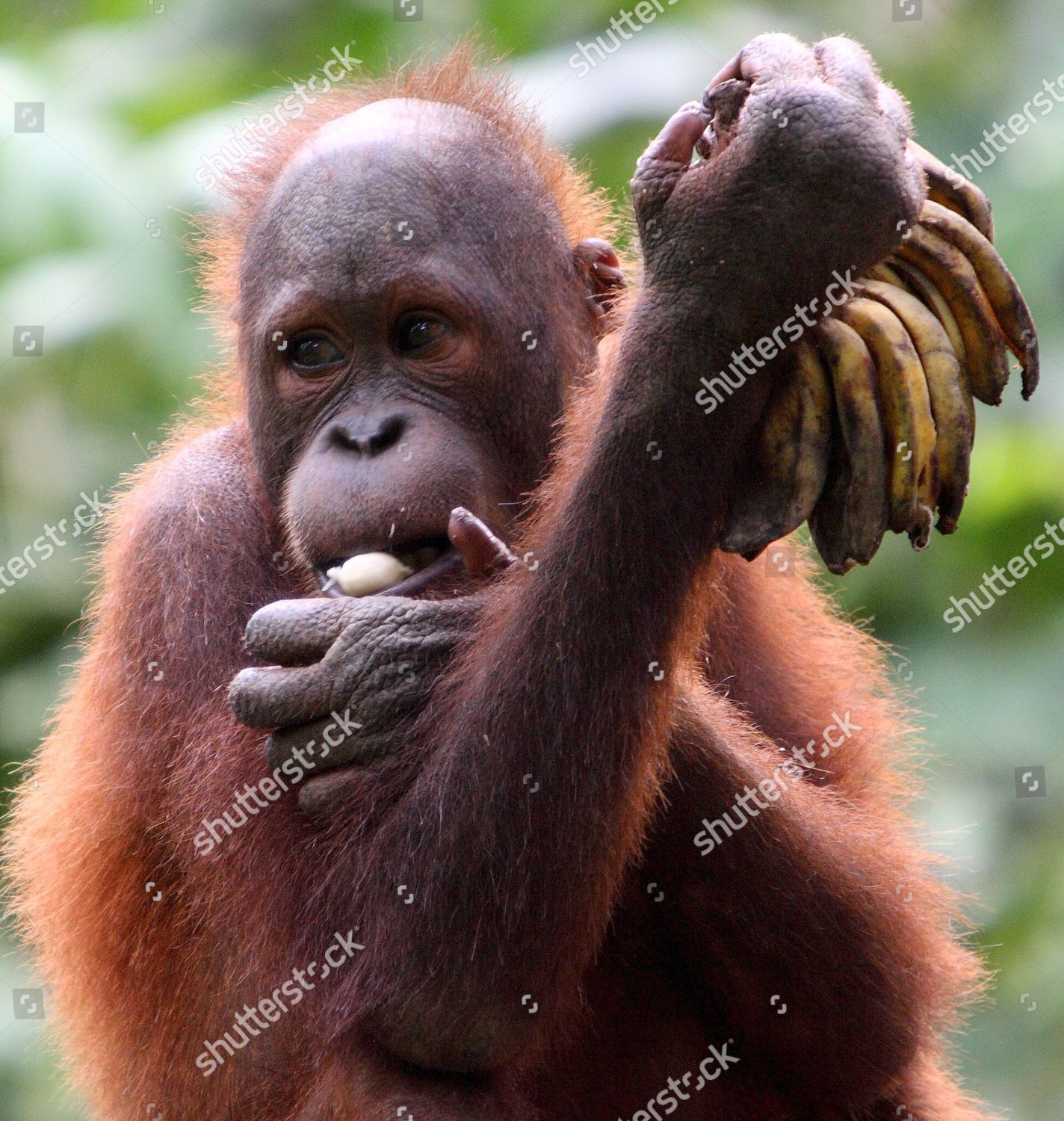 Orangutan Eats Bananas Feeding Station Sepilok Editorial Stock Photo ...