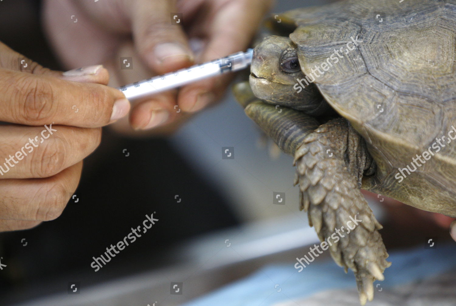 Antibiotics Injected Into Eastern Asian Pond Editorial Stock Photo ...