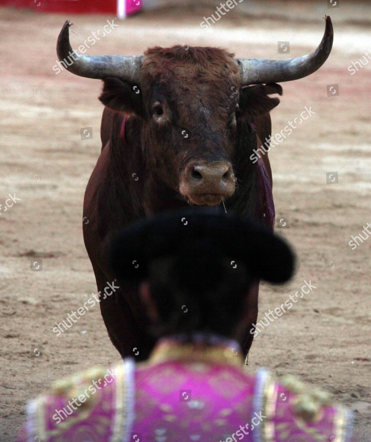 Fighting Bull Miura Ranch Bullfighter Stand Editorial Stock Photo ...