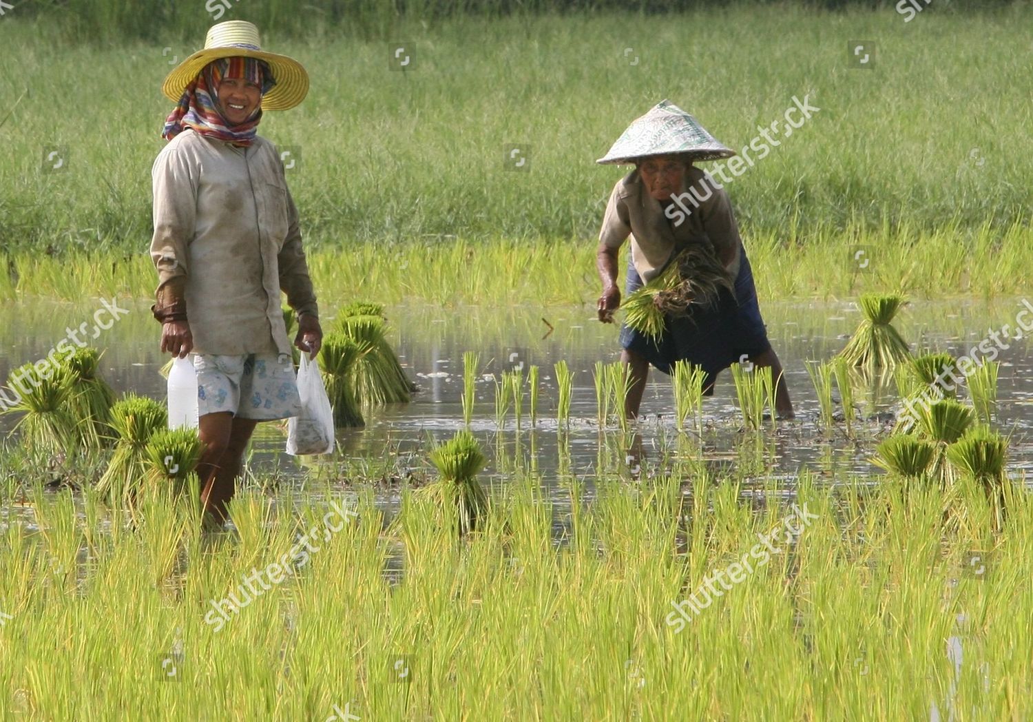 Rice Field Workers Plant Young Rice Editorial Stock Photo - Stock Image ...