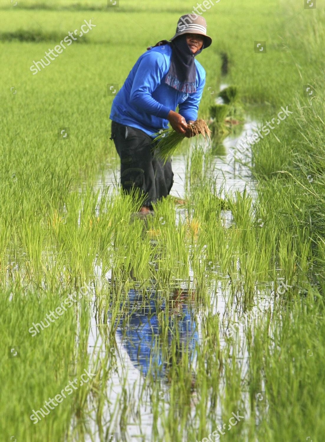 Rice Field Worker Plants Young Rice Editorial Stock Photo - Stock Image ...
