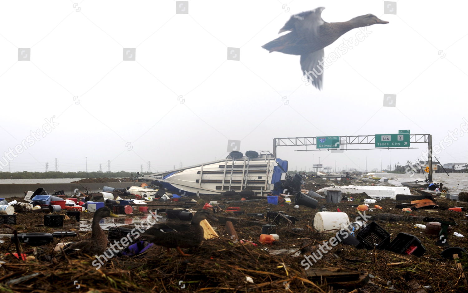 Duck Flies Above Debris Left By Editorial Stock Photo - Stock Image ...