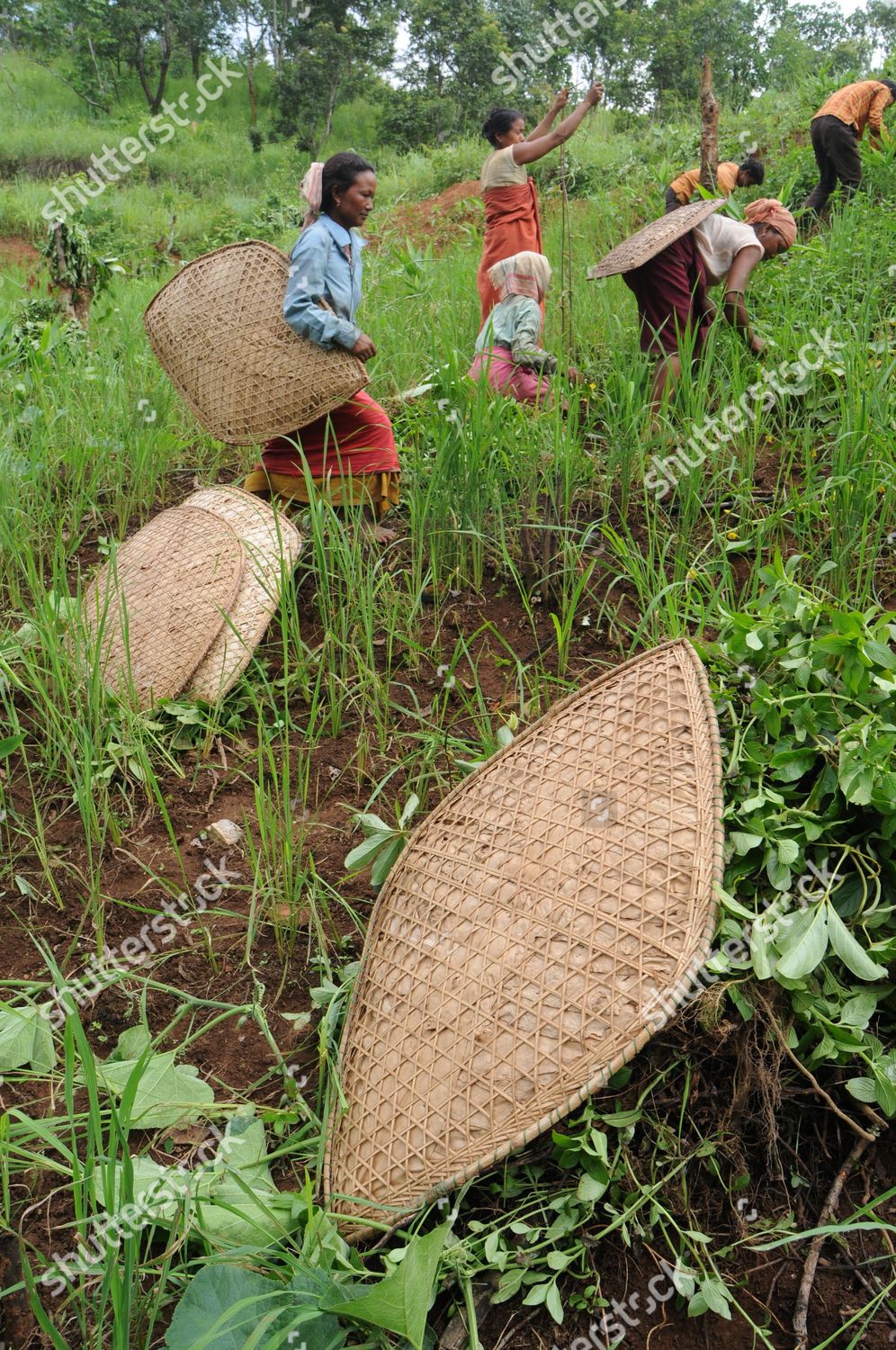 Tiwa Tribal Women Clean Their Jhum Editorial Stock Photo - Stock Image ...