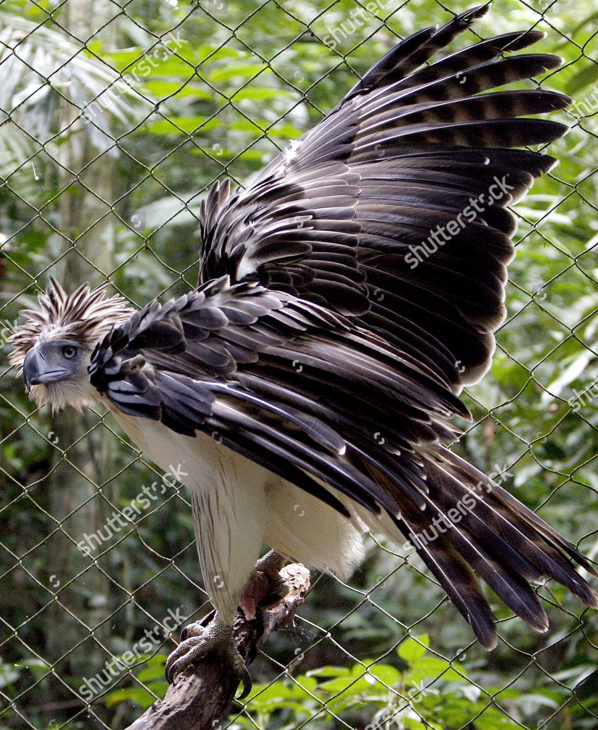 Philippine Eagle Kalinawan Claws Food Inside Editorial Stock Photo ...