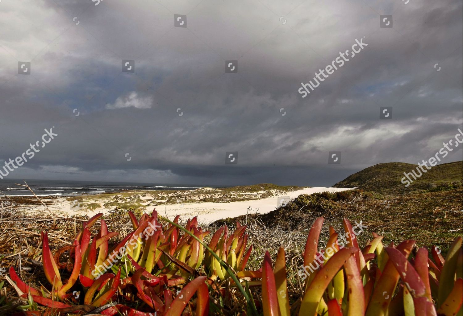 Indigenous Fynbos Vygie Plants Grow On Editorial Stock Photo - Stock ...