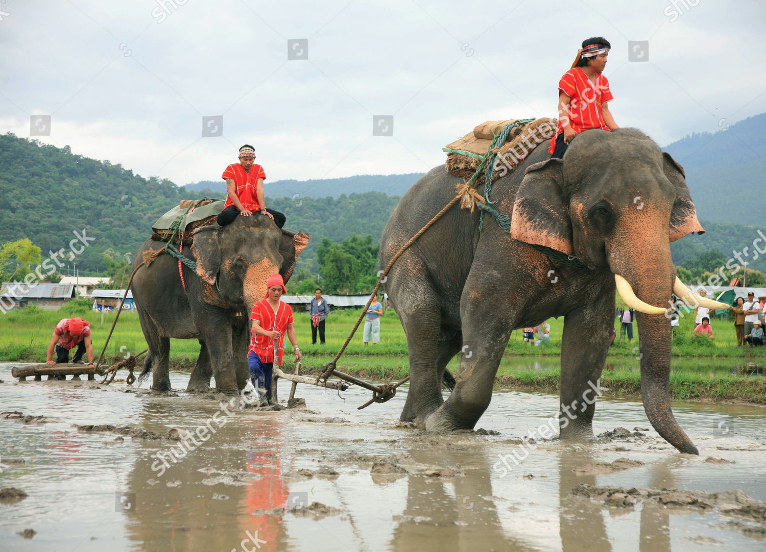 Karen Villagers Use Elephants Plow Rice Editorial Stock Photo - Stock ...