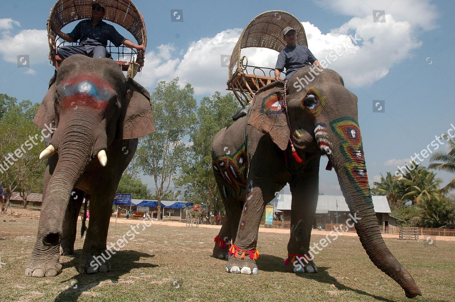 Two Elephants One Them Lao Flag Editorial Stock Photo - Stock Image ...
