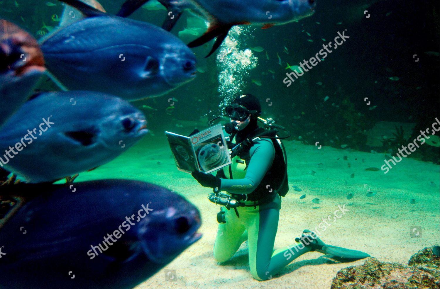 Australian Scuba Diving Pioneer Jayne Jenkins Editorial Stock Photo ...