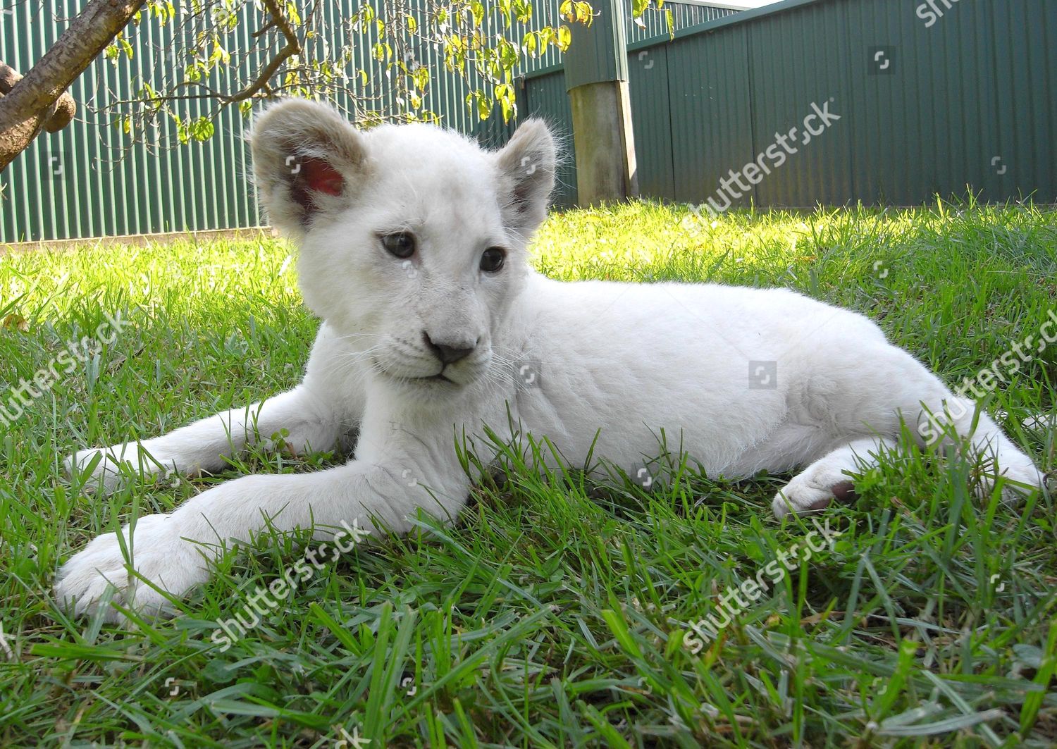 White Lion Cub Editorial Stock Photo - Stock Image | Shutterstock