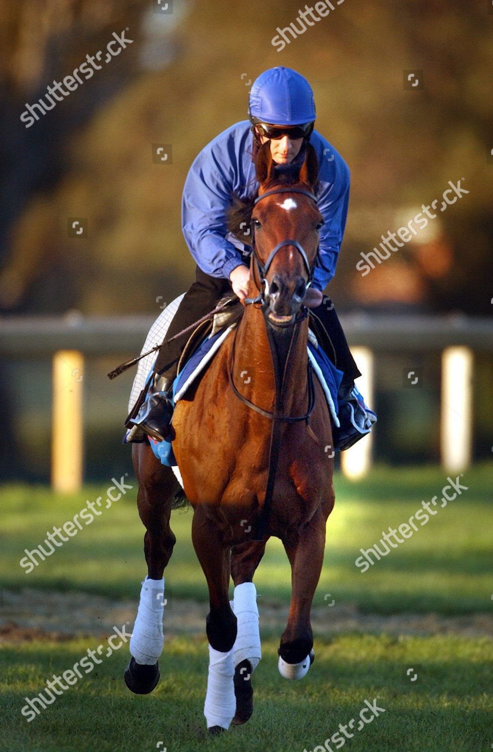 International Horse Godolphin Stables Fantastic Love Editorial Stock ...