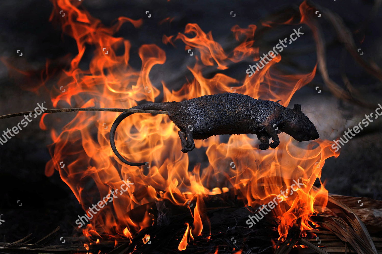 Rat Roasted Meal Degholdong Village Baksa Editorial Stock Photo - Stock ...