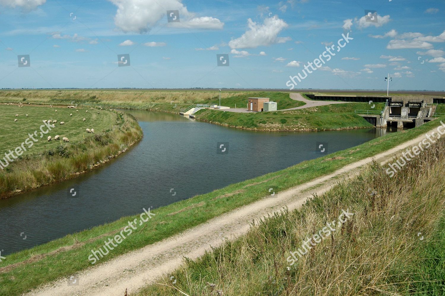 Sheep Graze On Reclaimed Farmland Next Editorial Stock Photo - Stock ...