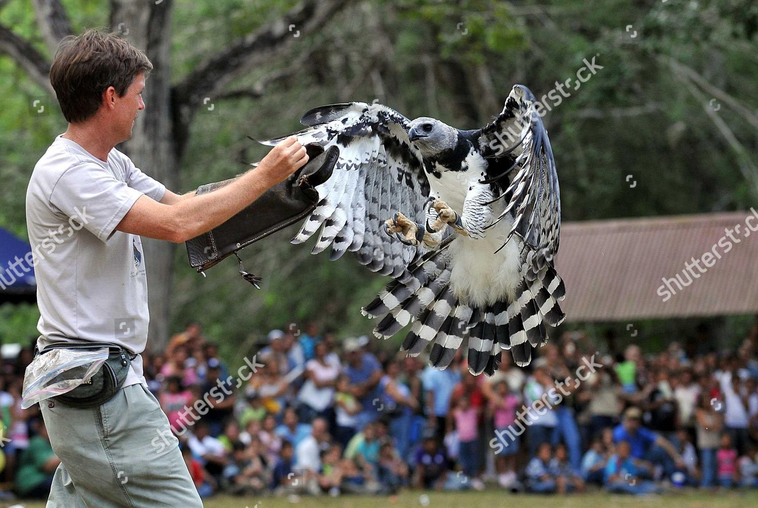 Man Training Harpy Eagle Editorial Stock Photo - Stock Image | Shutterstock