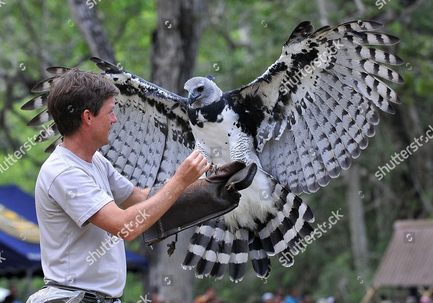 Man Training Harpy Eagle Editorial Stock Photo - Stock Image | Shutterstock