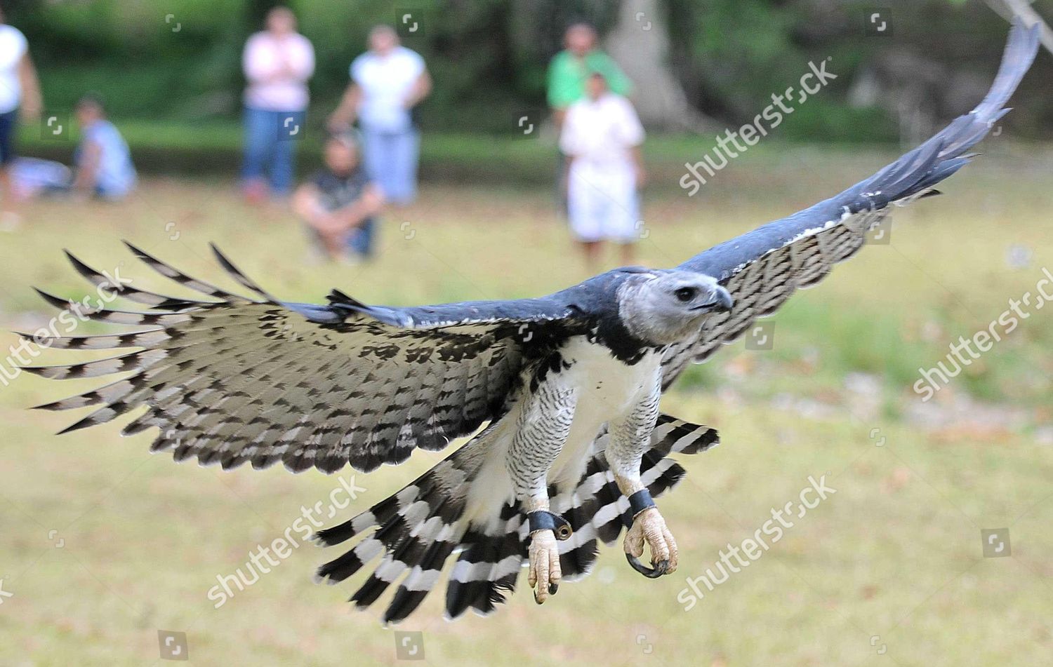 Harpy Eagle Editorial Stock Photo - Stock Image | Shutterstock
