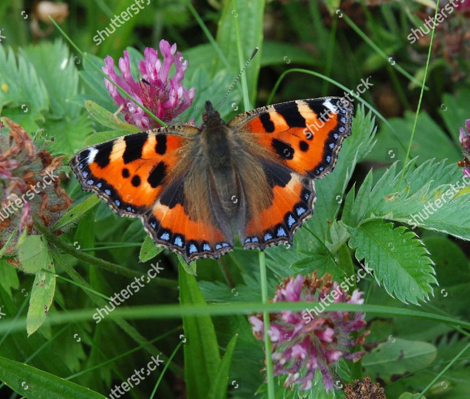 Small Tortoiseshell Butterfly Editorial Stock Photo - Stock Image ...