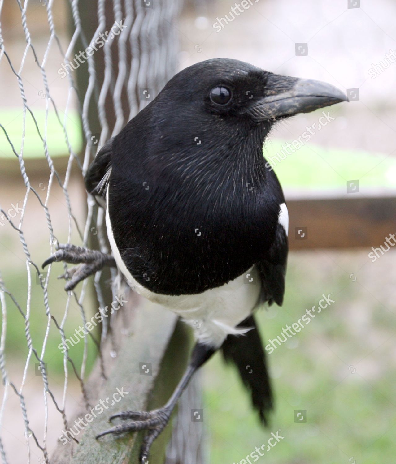 Rooney Talking Magpie Who Sometimes Turns Editorial Stock Photo - Stock ...