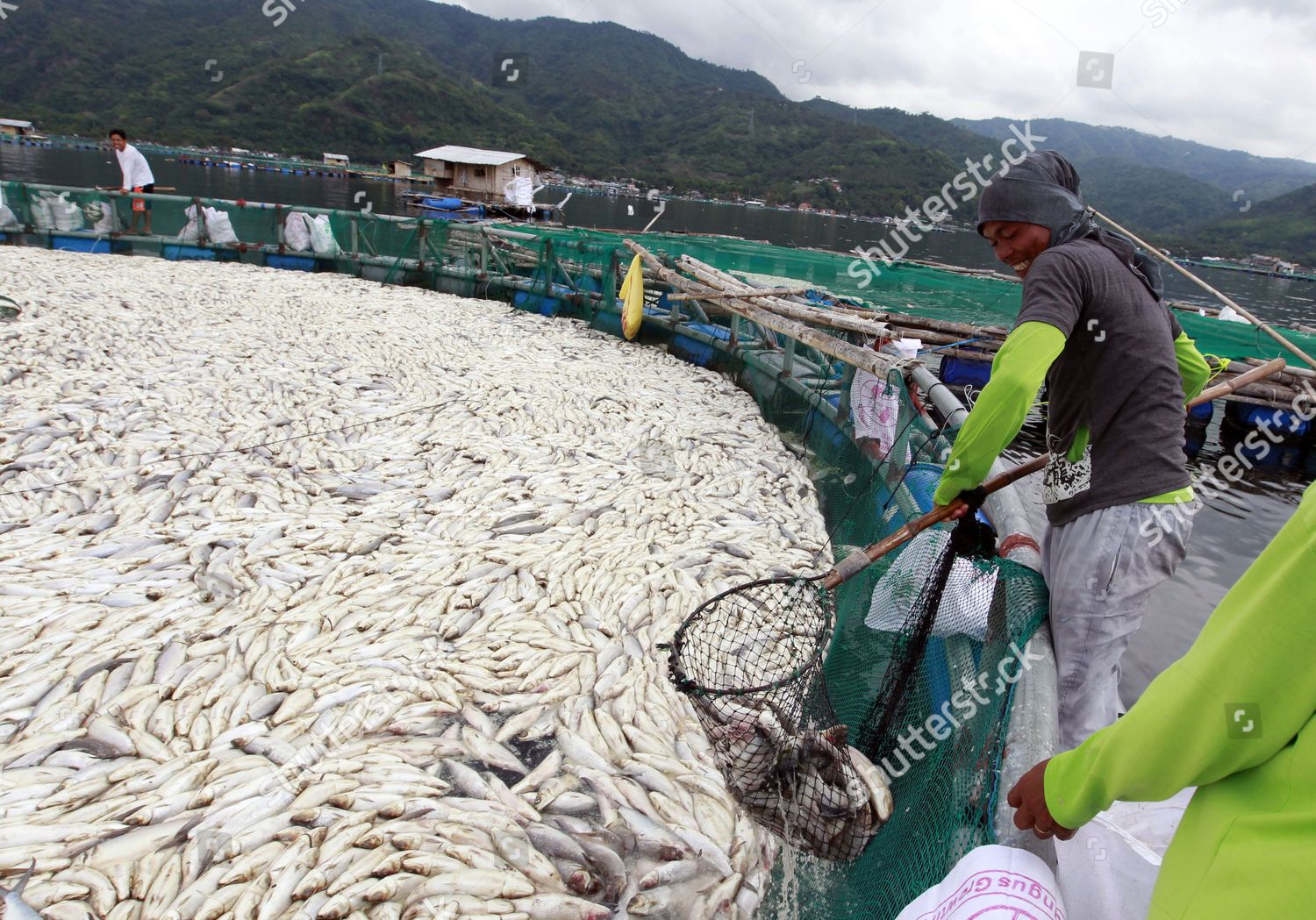 Filipinos Collect Dead Fish Taal Lake Editorial Stock Photo - Stock ...