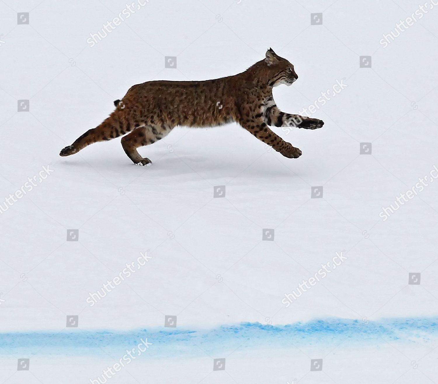 Lynx Runs Across Finish Line Mens Editorial Stock Photo - Stock Image ...