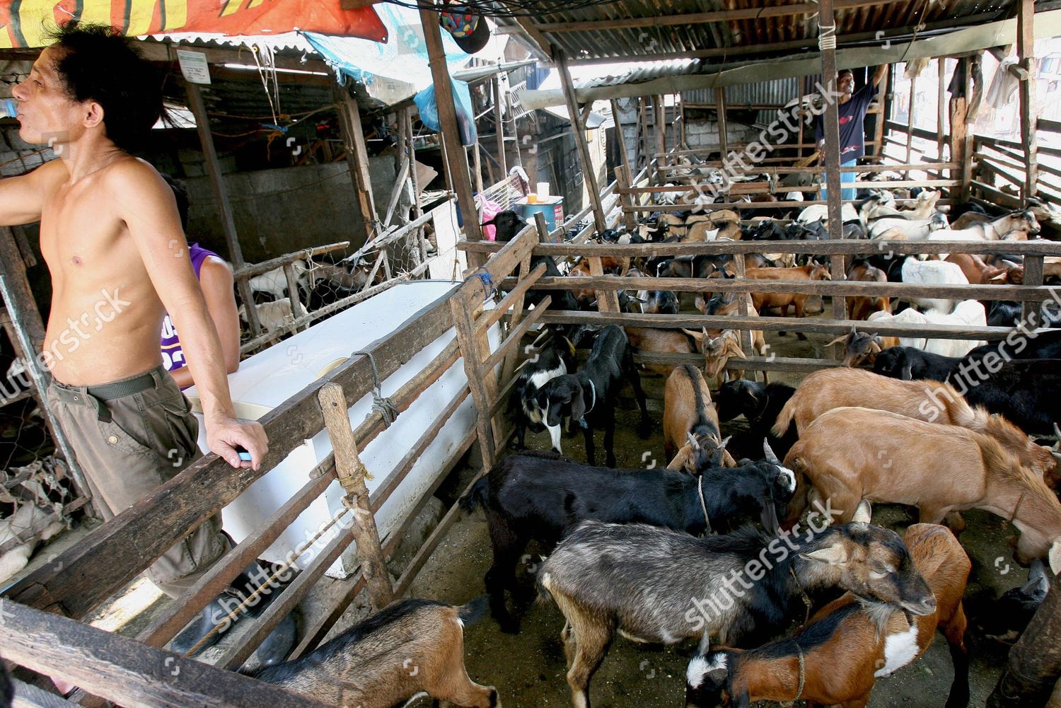 Filipino Man Who Sells Goats Living Editorial Stock Photo - Stock Image ...