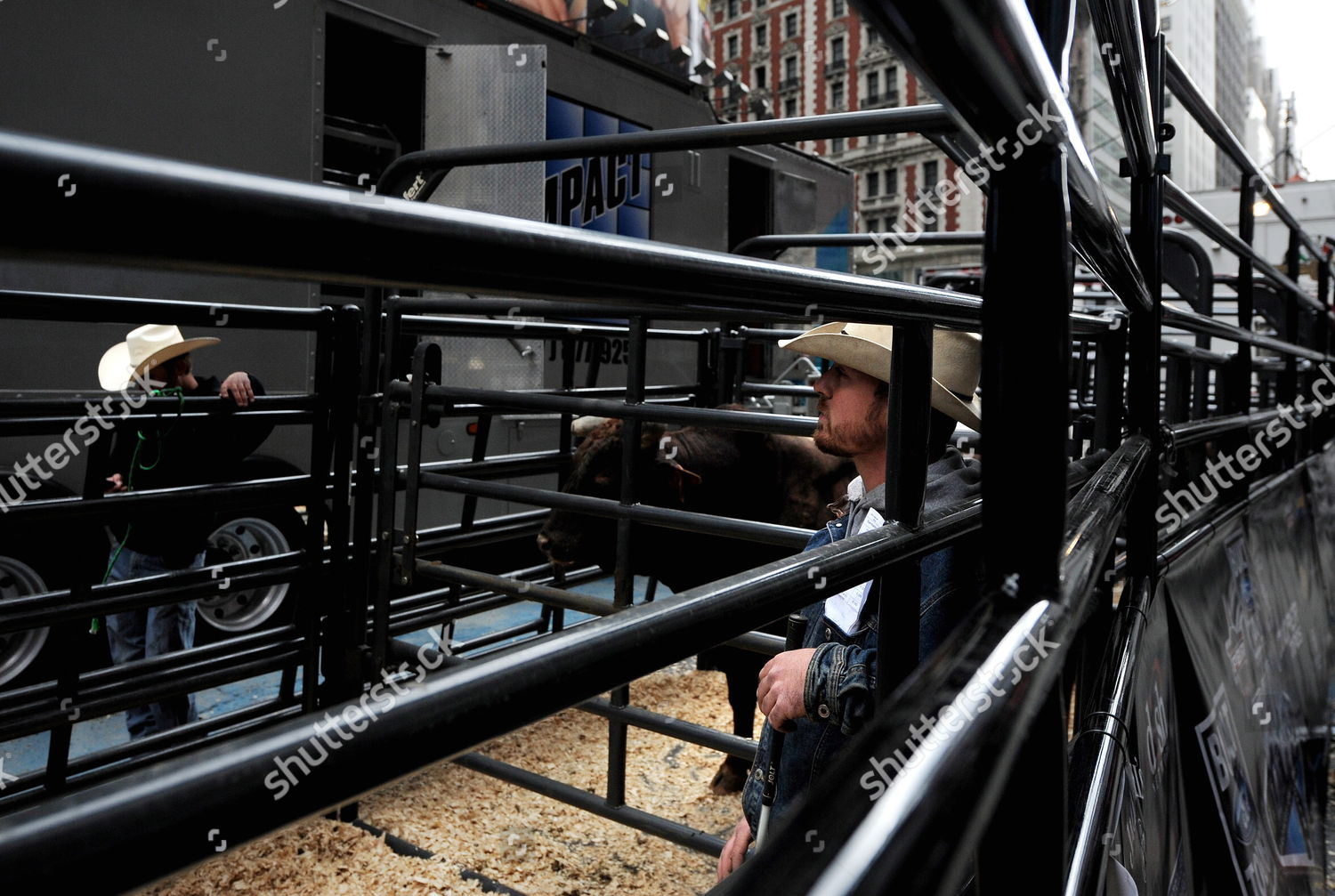 Cow Hands Stand Stalls During Professional Editorial Stock Photo ...