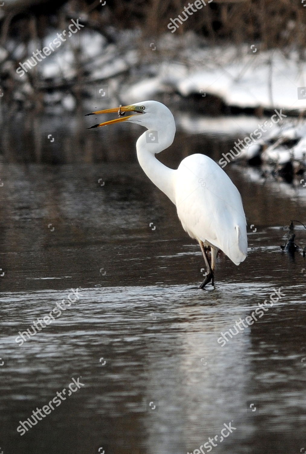 Great White Egret Fish Beak Mutterbach Editorial Stock Photo - Stock ...