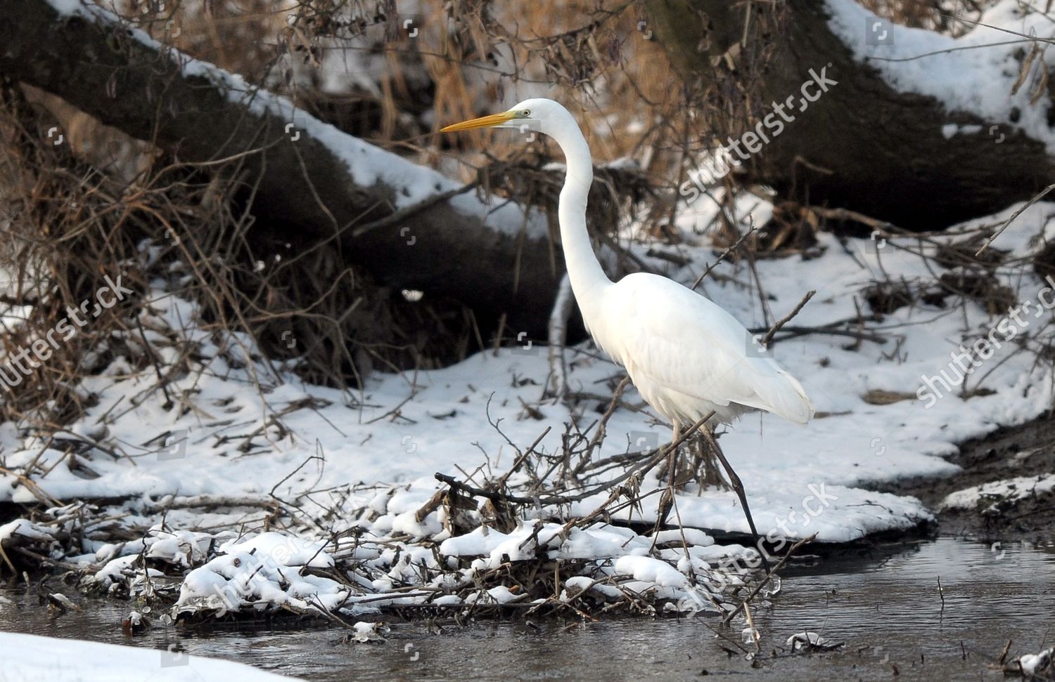 Great White Egret Fish Beak Mutterbach Editorial Stock Photo - Stock ...