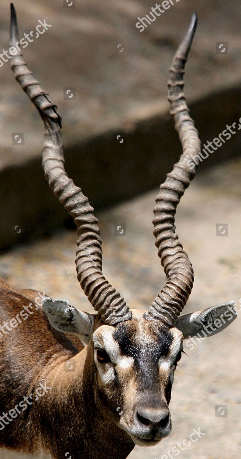 Blackbuck Seen His Enclosure National Zoological Editorial Stock Photo ...