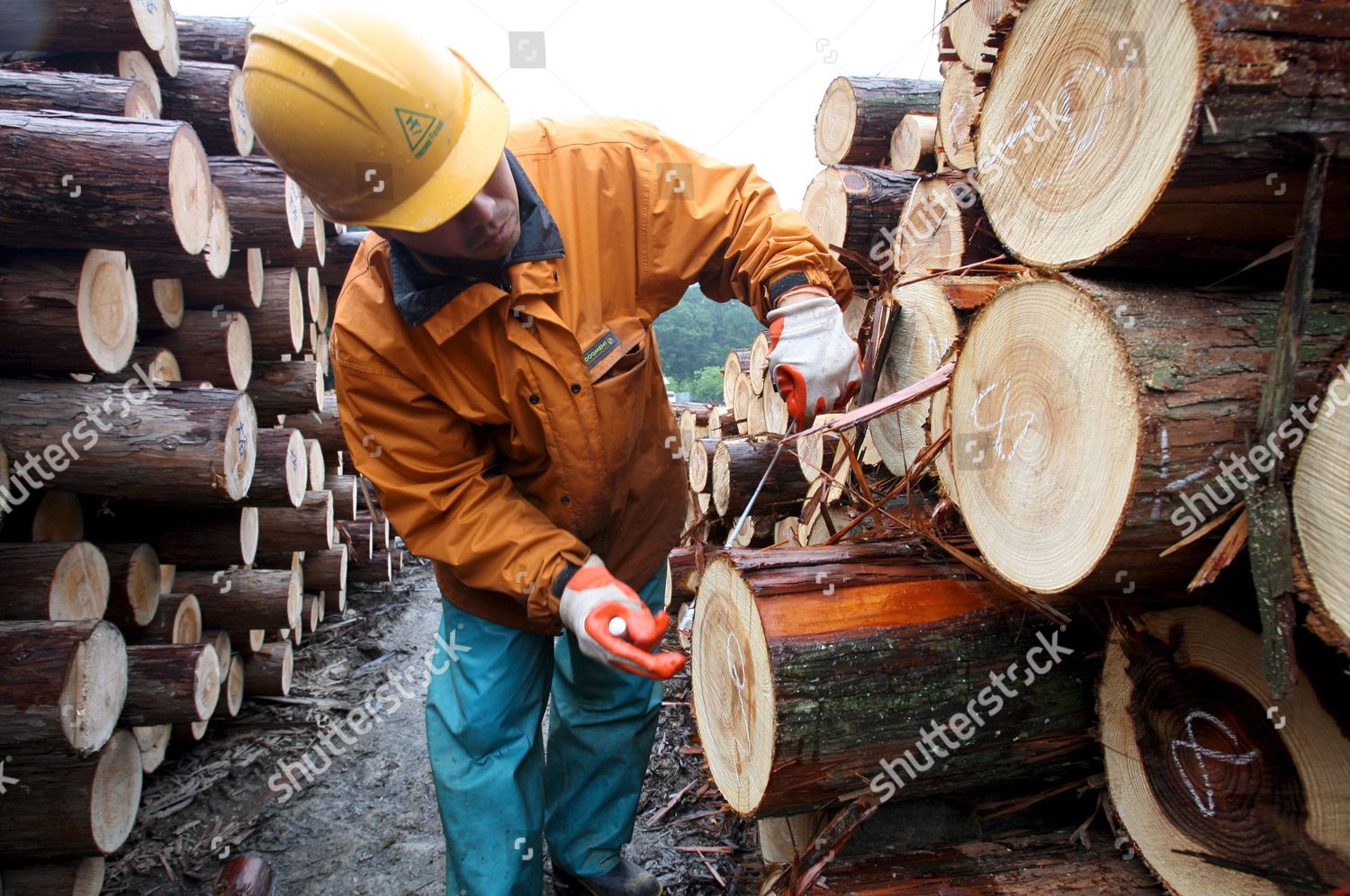 Japanese Forestry Worker Inspects Cypress Timber Editorial Stock Photo ...