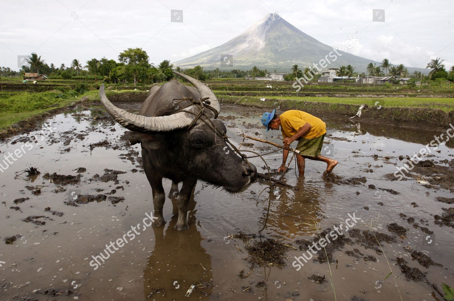 Filipino Farmer Plows His Land Lava Editorial Stock Photo - Stock Image ...