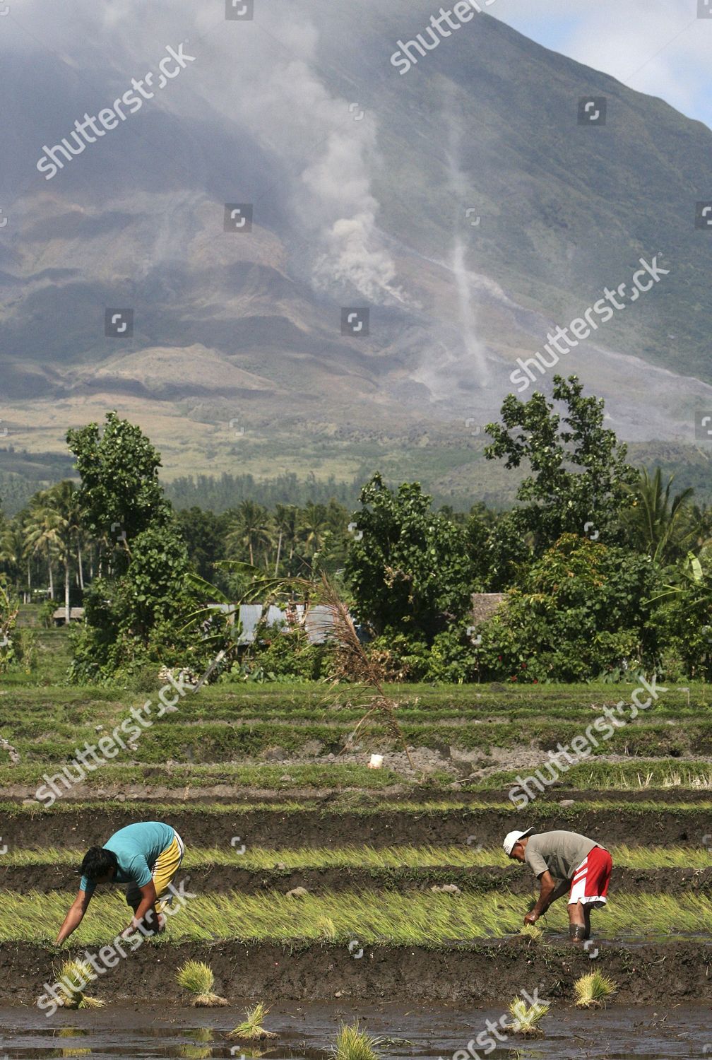 Filipino Villagers Plant Rice Restive Mayon Editorial Stock Photo ...