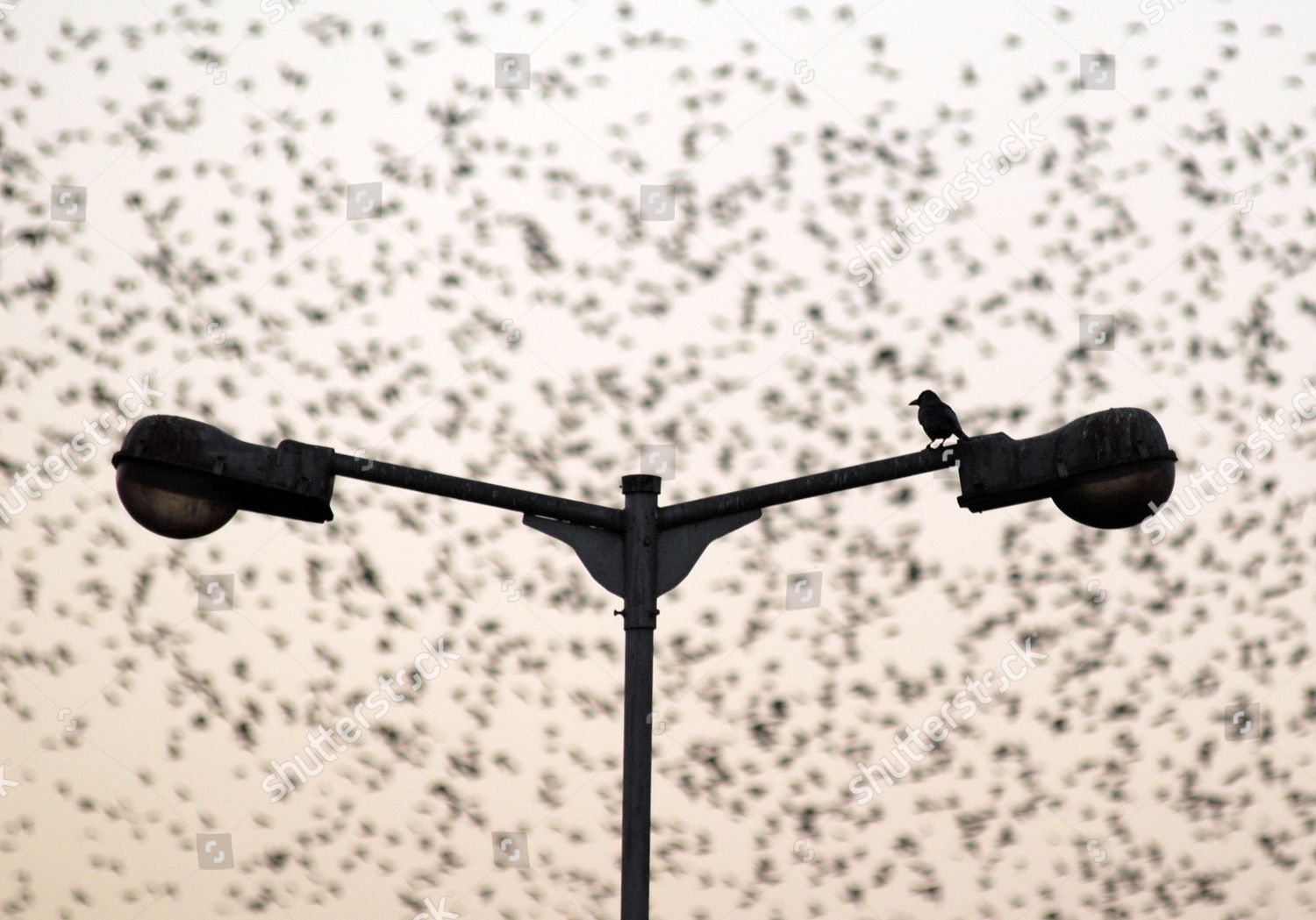 Bird Sits On Street Light Flock Editorial Stock Photo - Stock Image ...