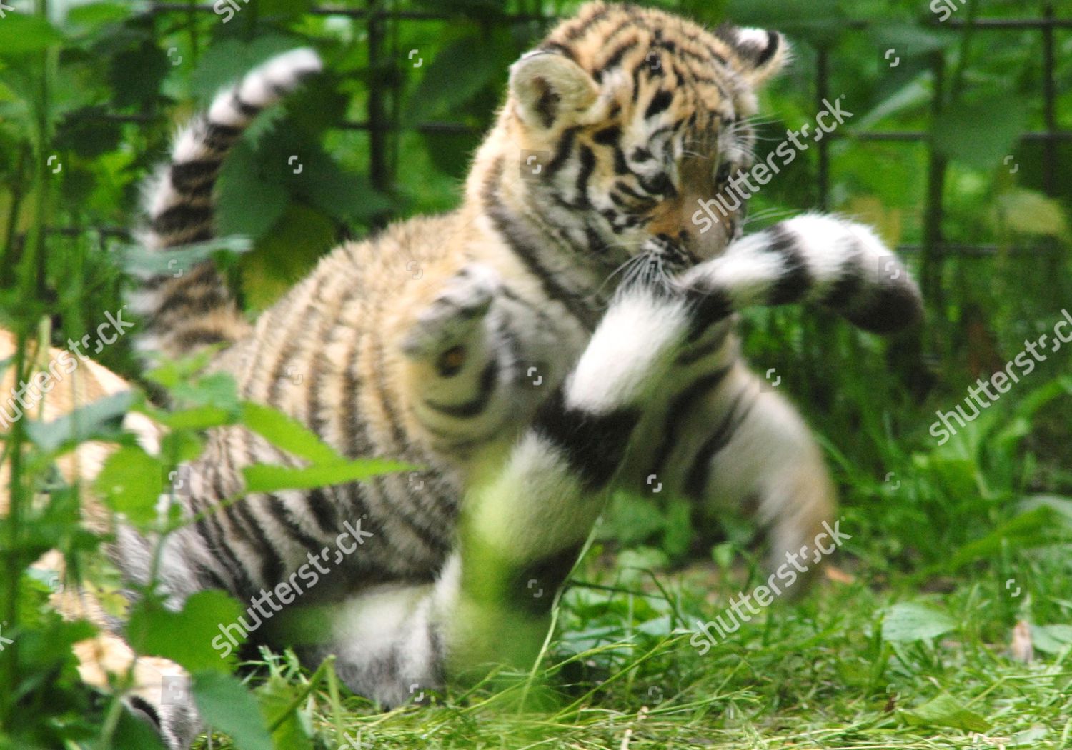 Bira Siberian Tiger Cub Plays Tail Editorial Stock Photo - Stock Image ...