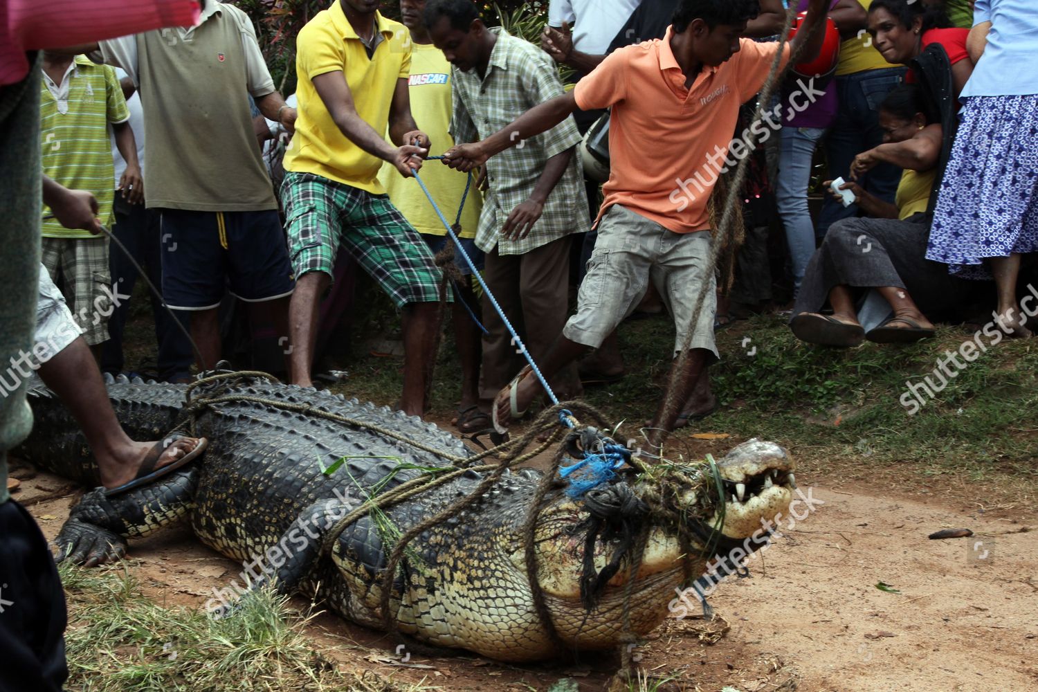 Villagers Try Control Huge Crocodile Captured Editorial Stock Photo ...