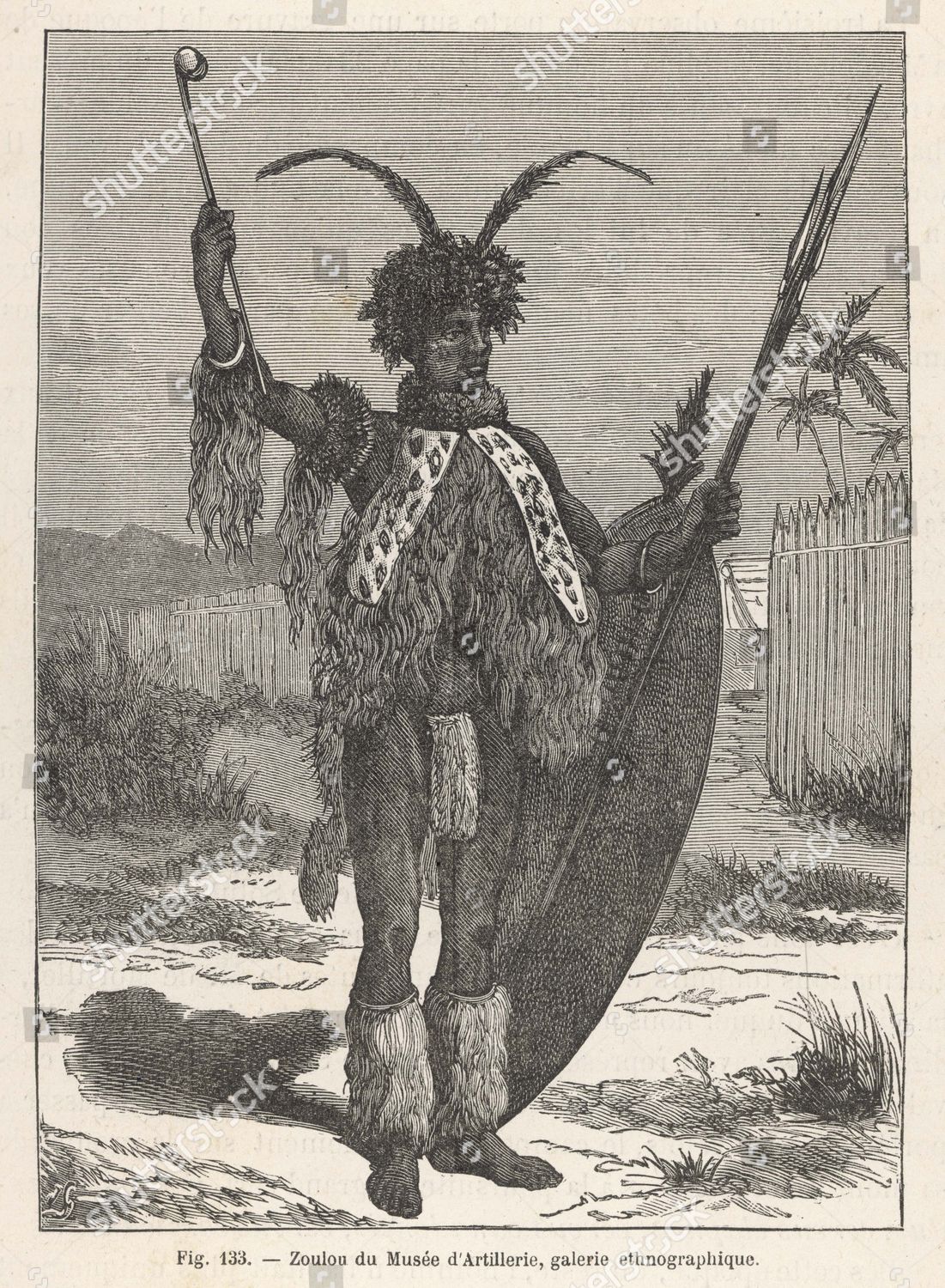 Zulu Warrior Traditional Attire Spears Shield Editorial Stock Photo ...