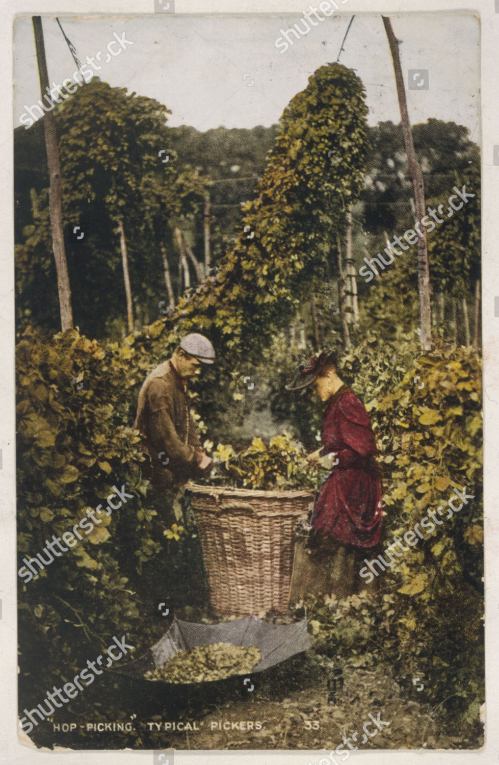 Workers Kentish Hop Garden Sorting Hops Editorial Stock Photo - Stock ...