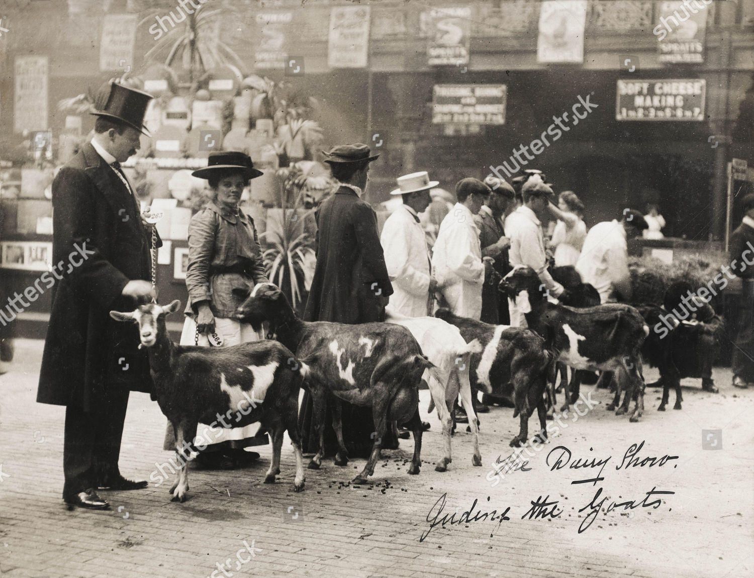 Feeding Prize Goats Uk Dairy Show Editorial Stock Photo - Stock Image ...