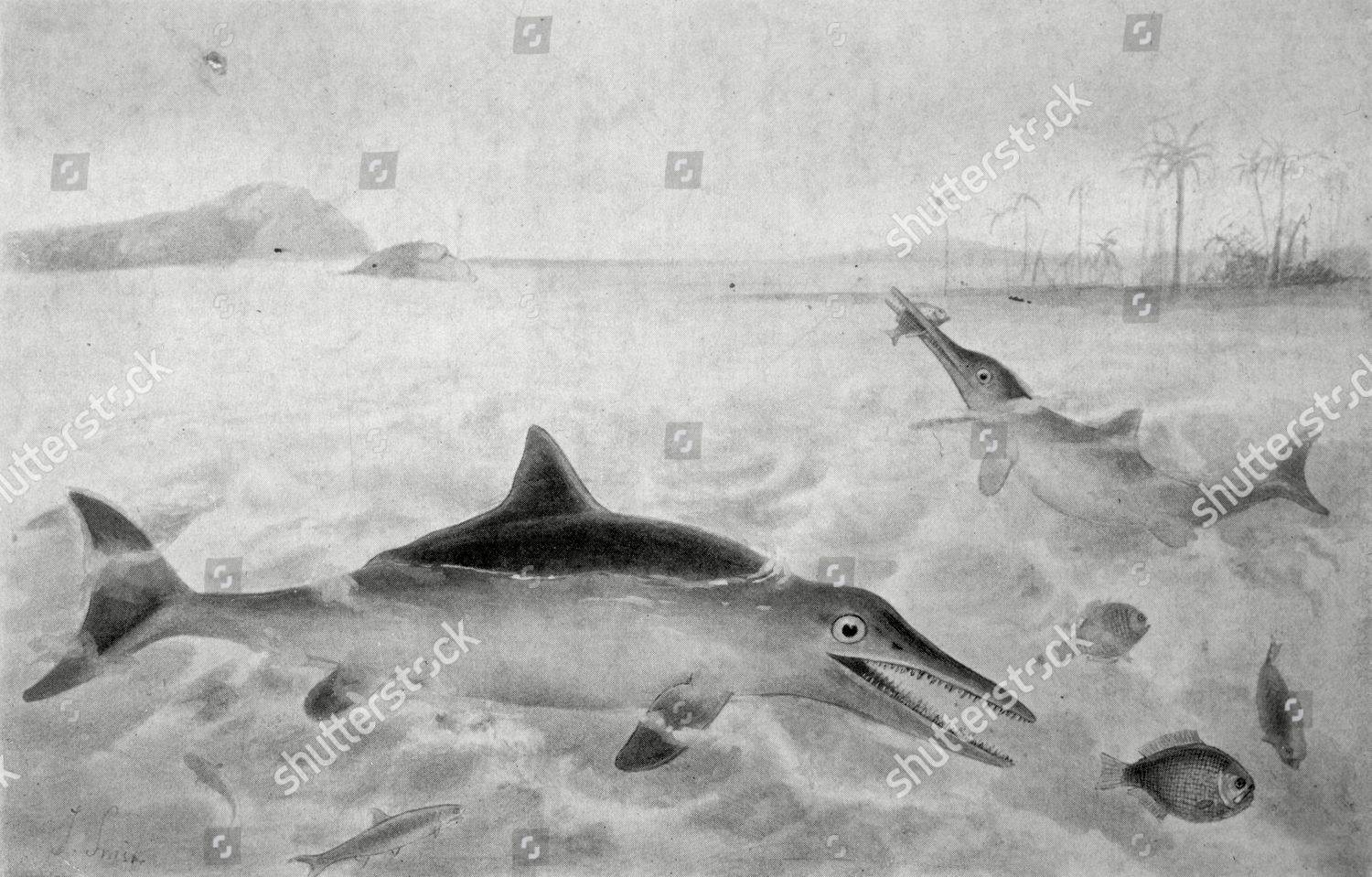 Front Ichthyosaurus Communis Behind Ichthyosaurus Tenuirostris ...