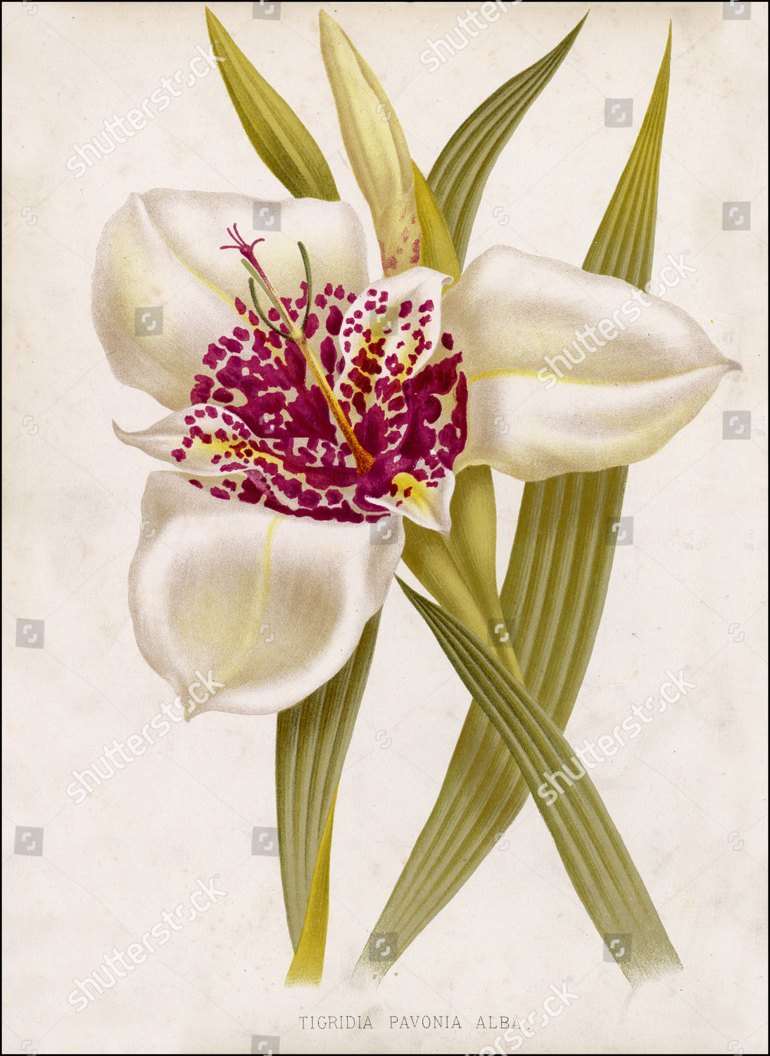Peacock Flower Tiger Flower 1887 Editorial Stock Photo - Stock Image ...