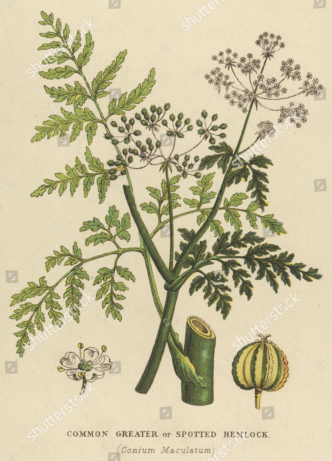 Common Greater Spotted Hemlock Circa 1900 Editorial Stock Photo - Stock ...