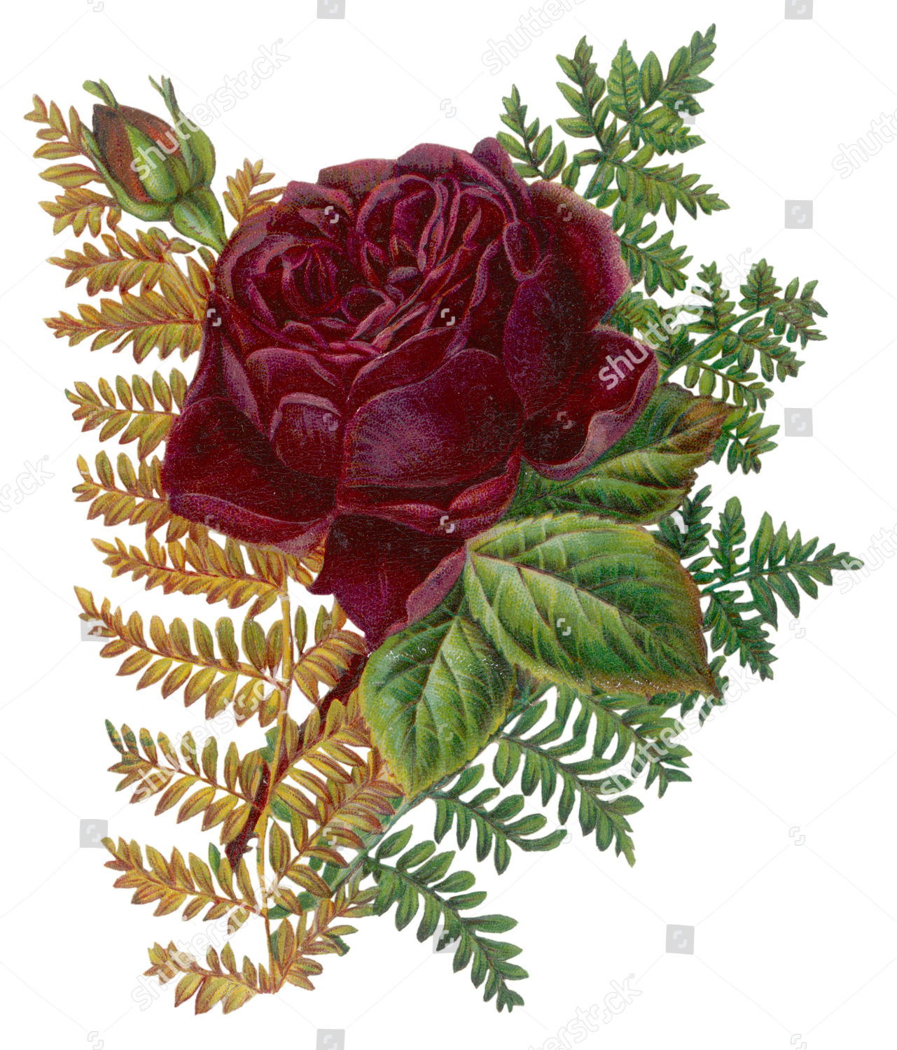 Red Rose Ferns Circa 1880 Editorial Stock Photo - Stock Image ...