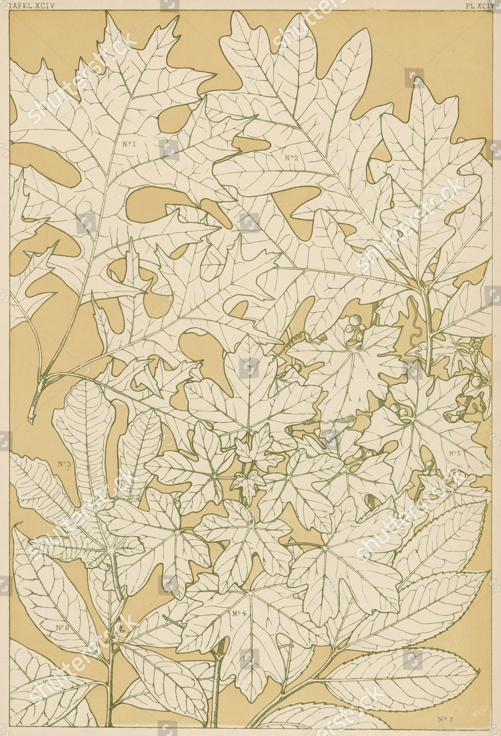 Various Leaves Fullsized Traced Nature Scarlet Editorial Stock Photo ...