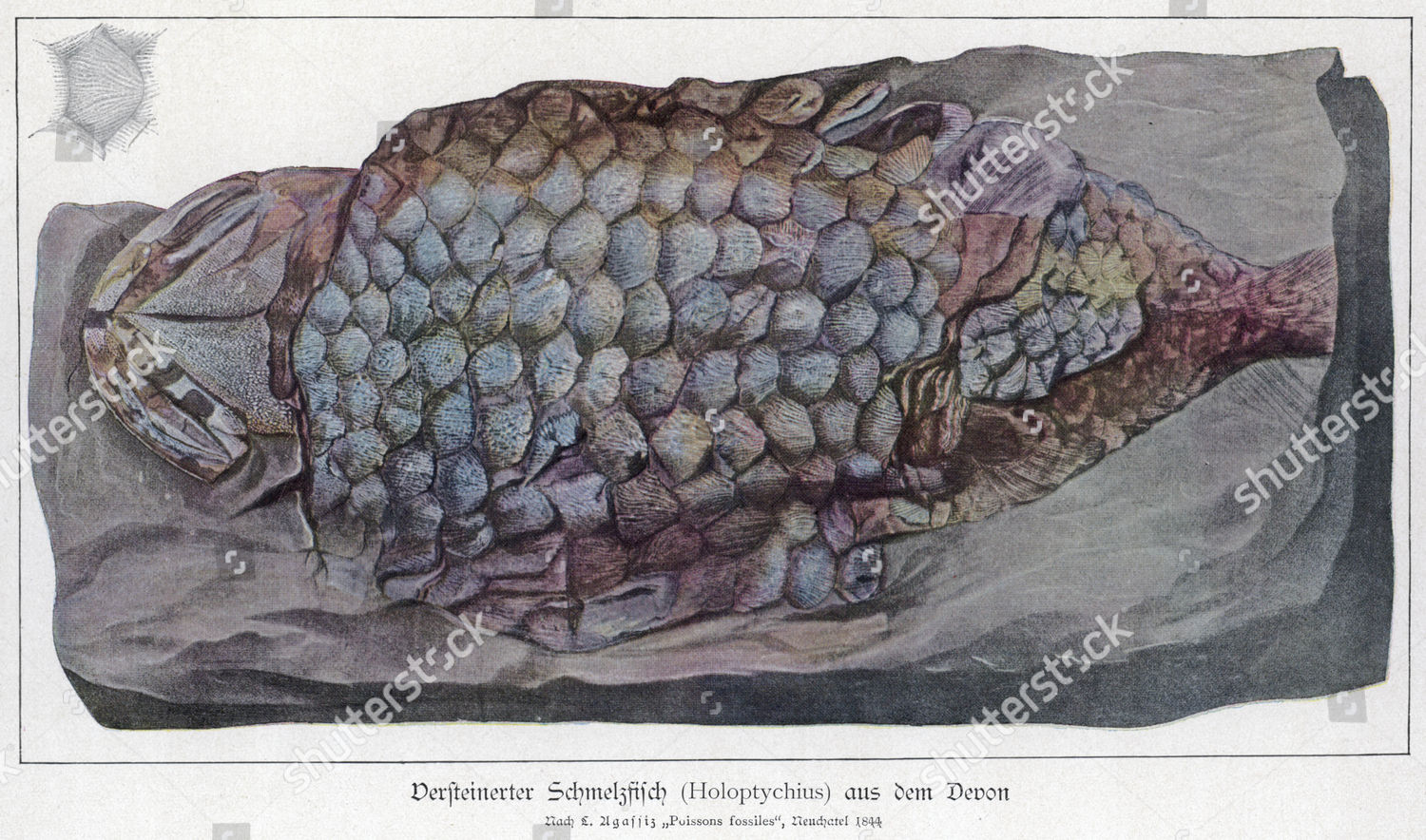 Complete Holoptychius Fossil Found Devonian Stratum Editorial Stock ...
