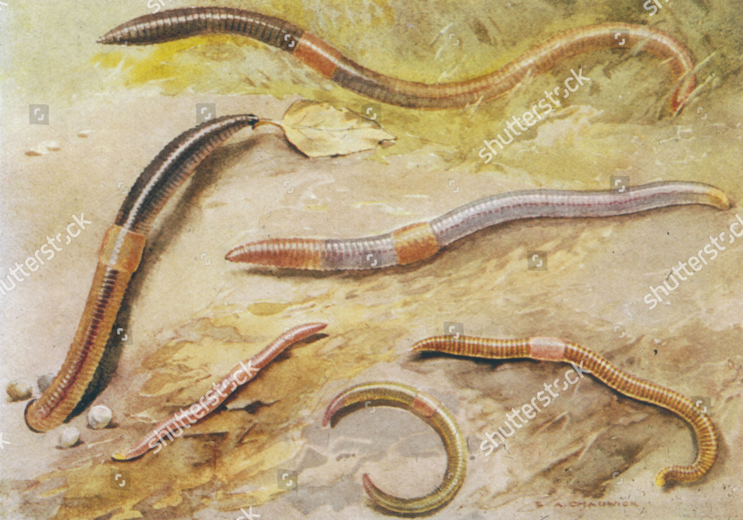 Longworm Earthworm Blueworm Gilttail Brandling Greenworm Editorial ...