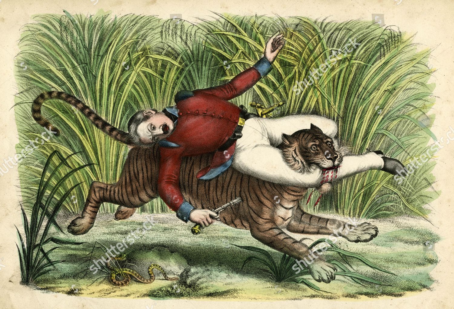 Tiger Attacks Man Carries Him Off Editorial Stock Photo - Stock Image ...