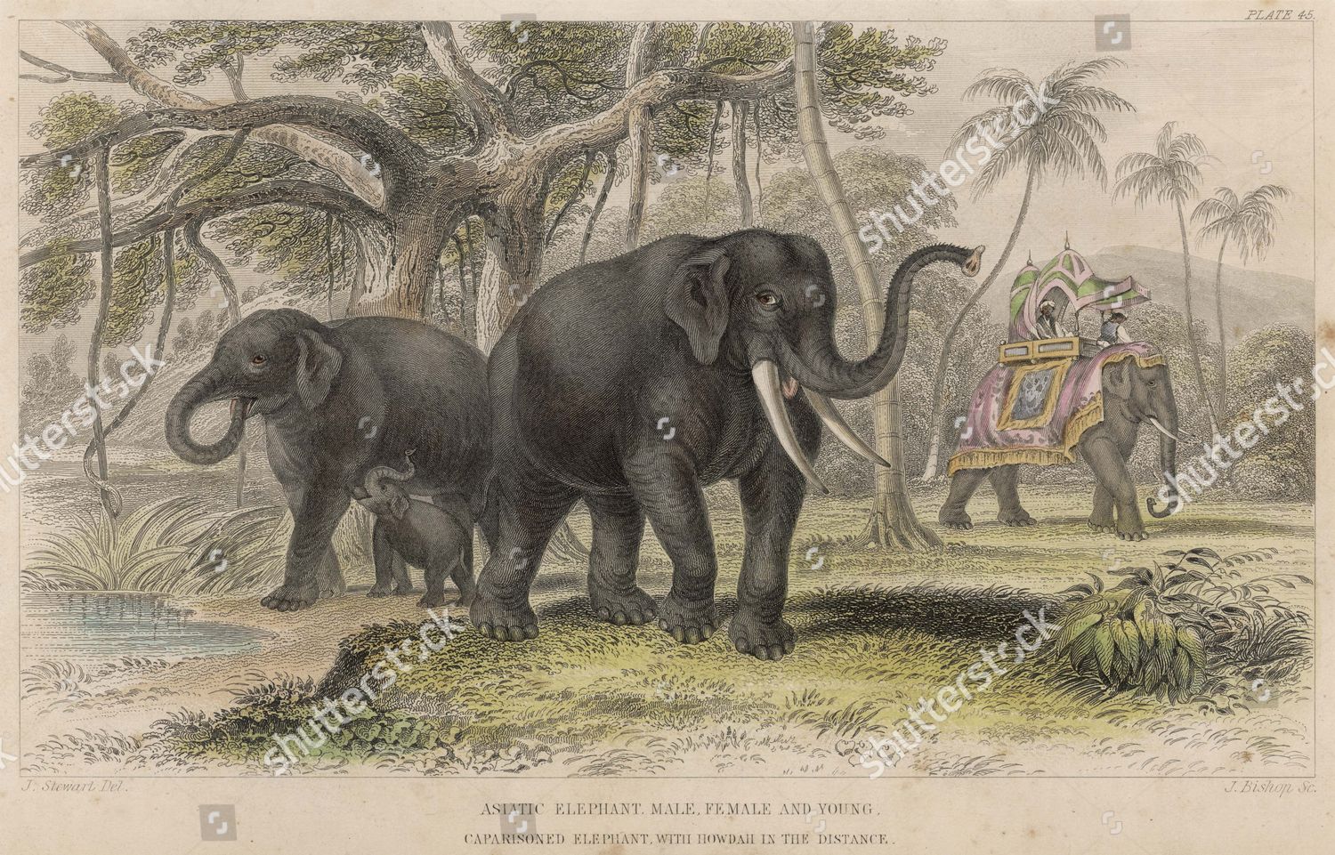 Family Indian Elephants Wild Working Elephant Editorial Stock Photo ...