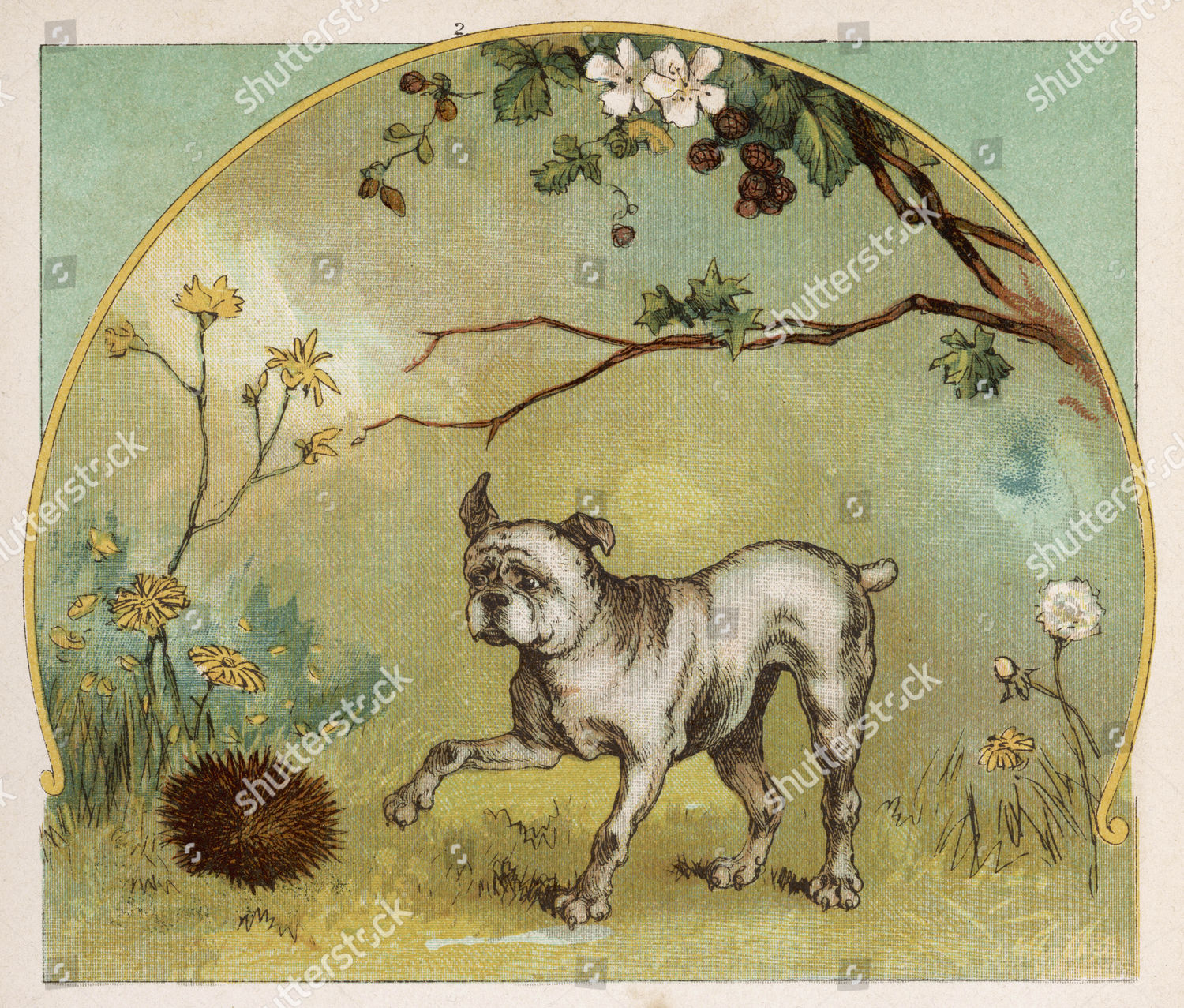 Bulldog Hedgehog Circa 1890 Editorial Stock Photo - Stock Image ...