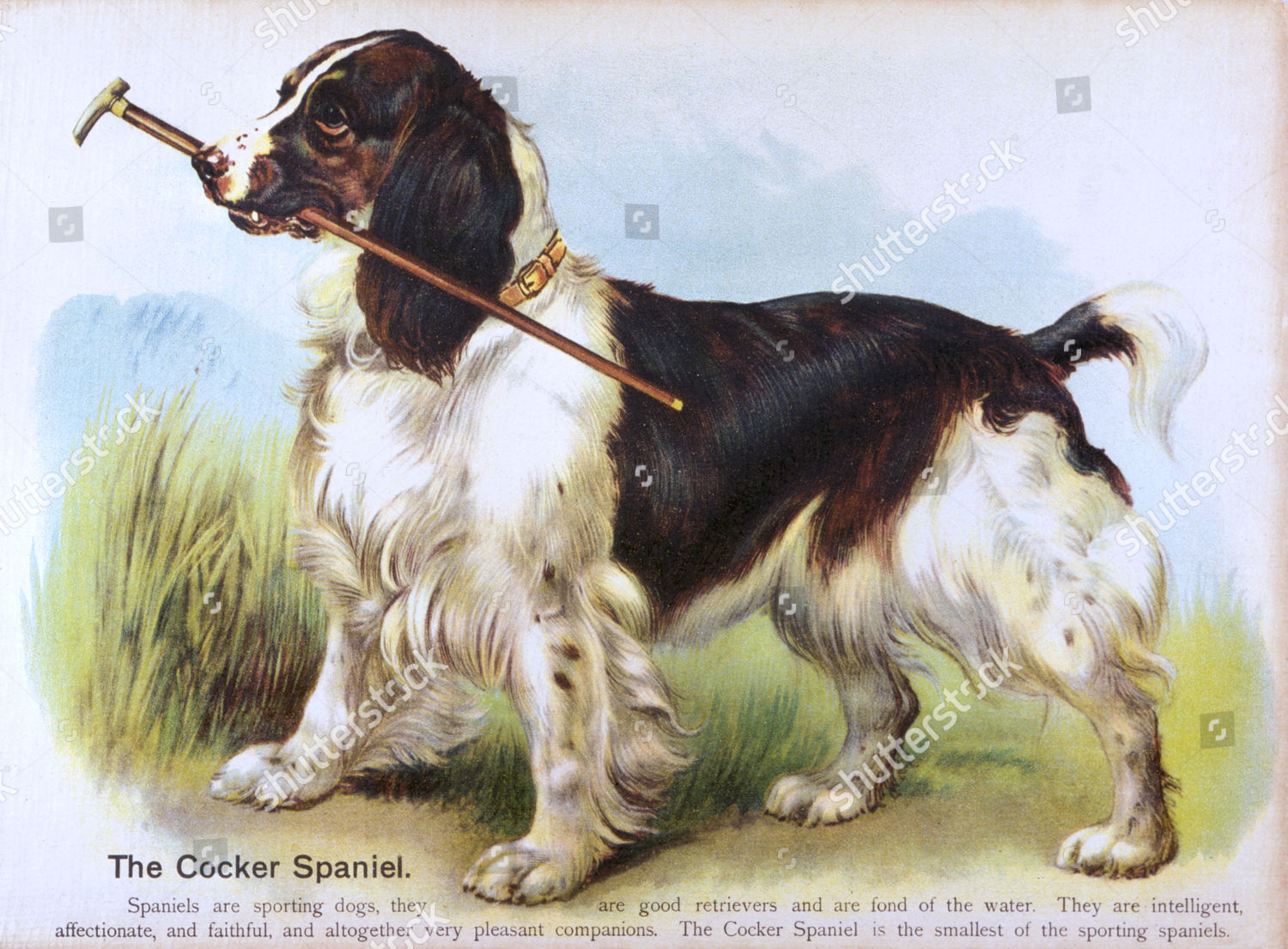 Cocker Spaniel Carries Masters Stick Circa Editorial Stock Photo ...